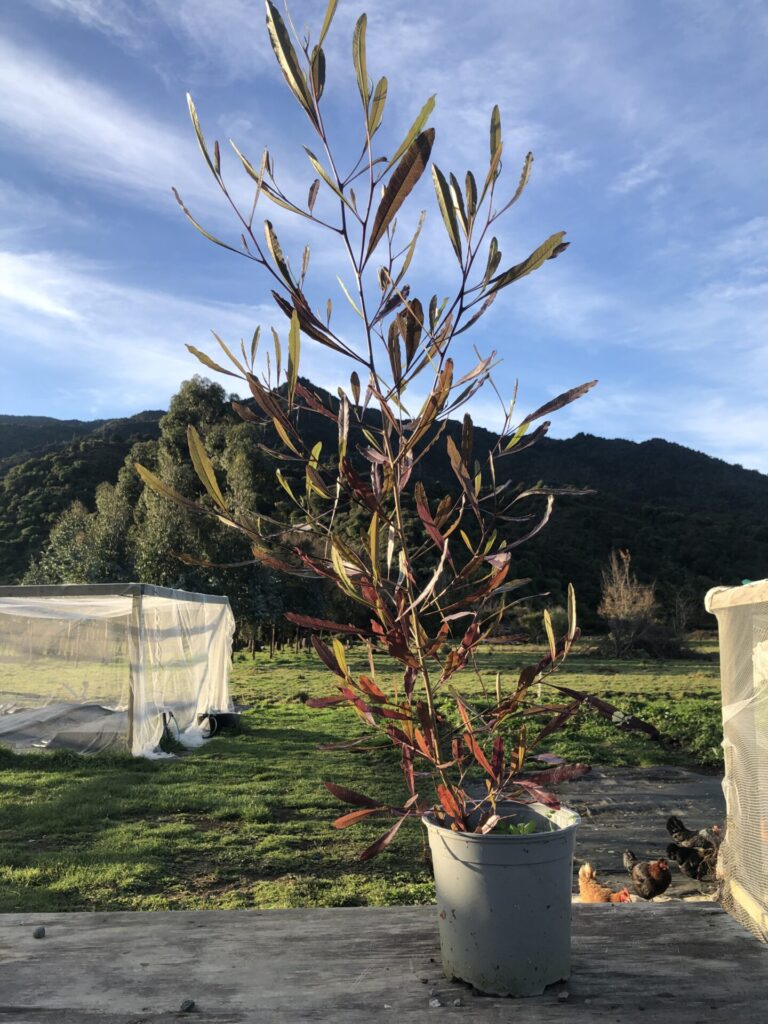 Ake Ake - NZ Nurseries - The Strong Tree - Buy Online