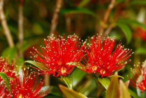 Southern Rata - NZ Nurseries - The NZ Christmas Tree