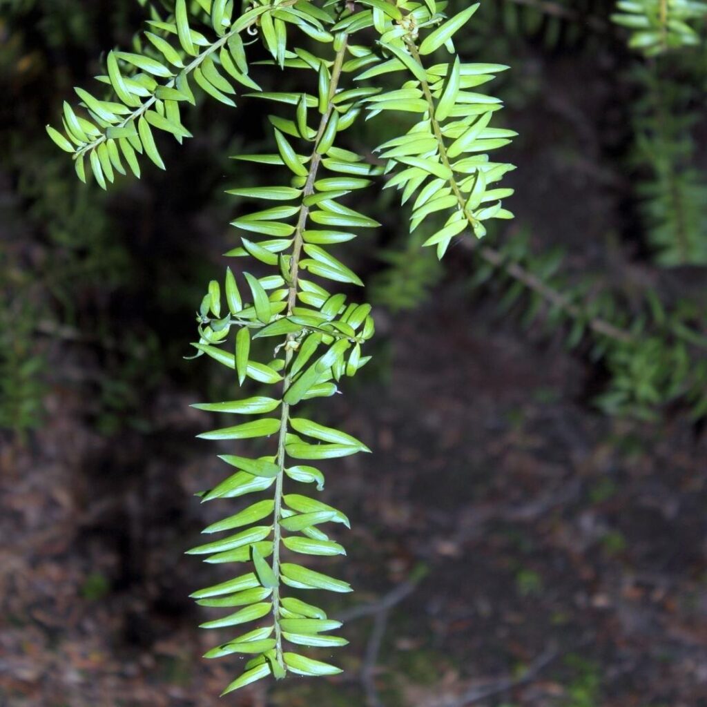 Totara - NZ Nurseries - The Mighty Podocarp - Buy Online