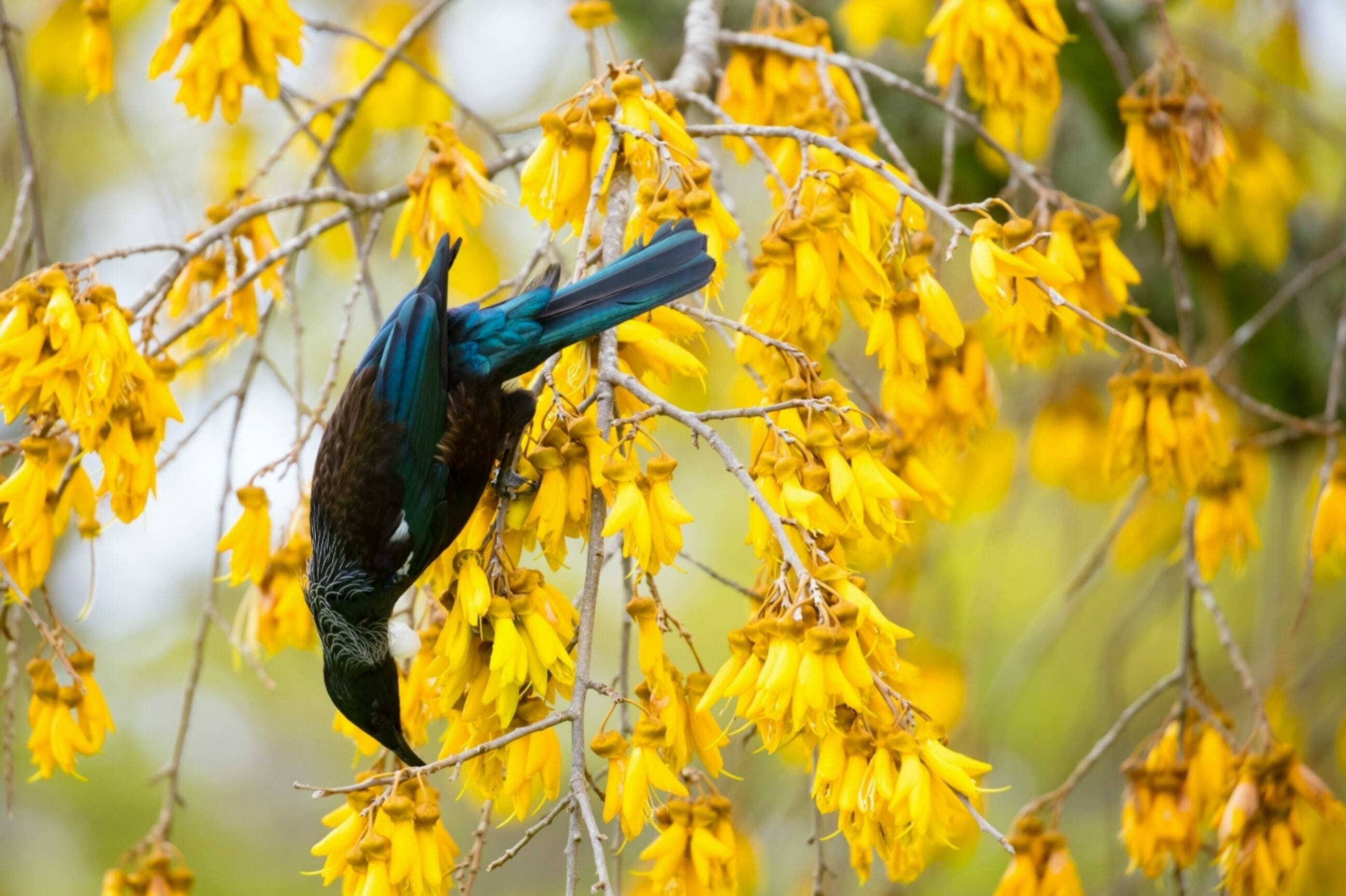 Kowhai - NZ Nurseries - The Tui's Favourite | Buy Online