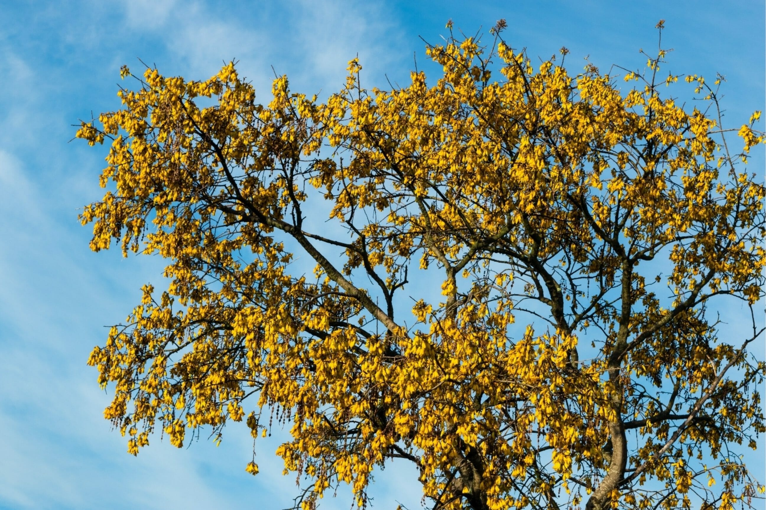 Kowhai - NZ Nurseries - The Tui's Favourite | Buy Online