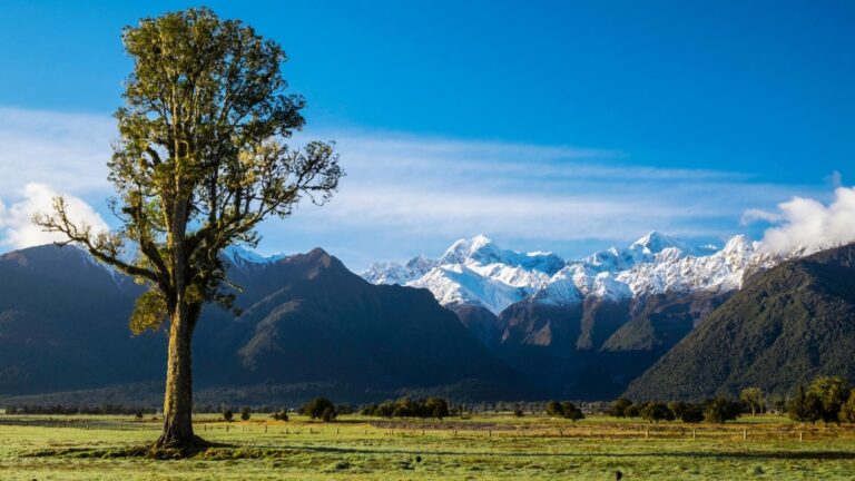 Kahikatea - NZ Nurseries - NZ's Tallest Tree - Buy Online