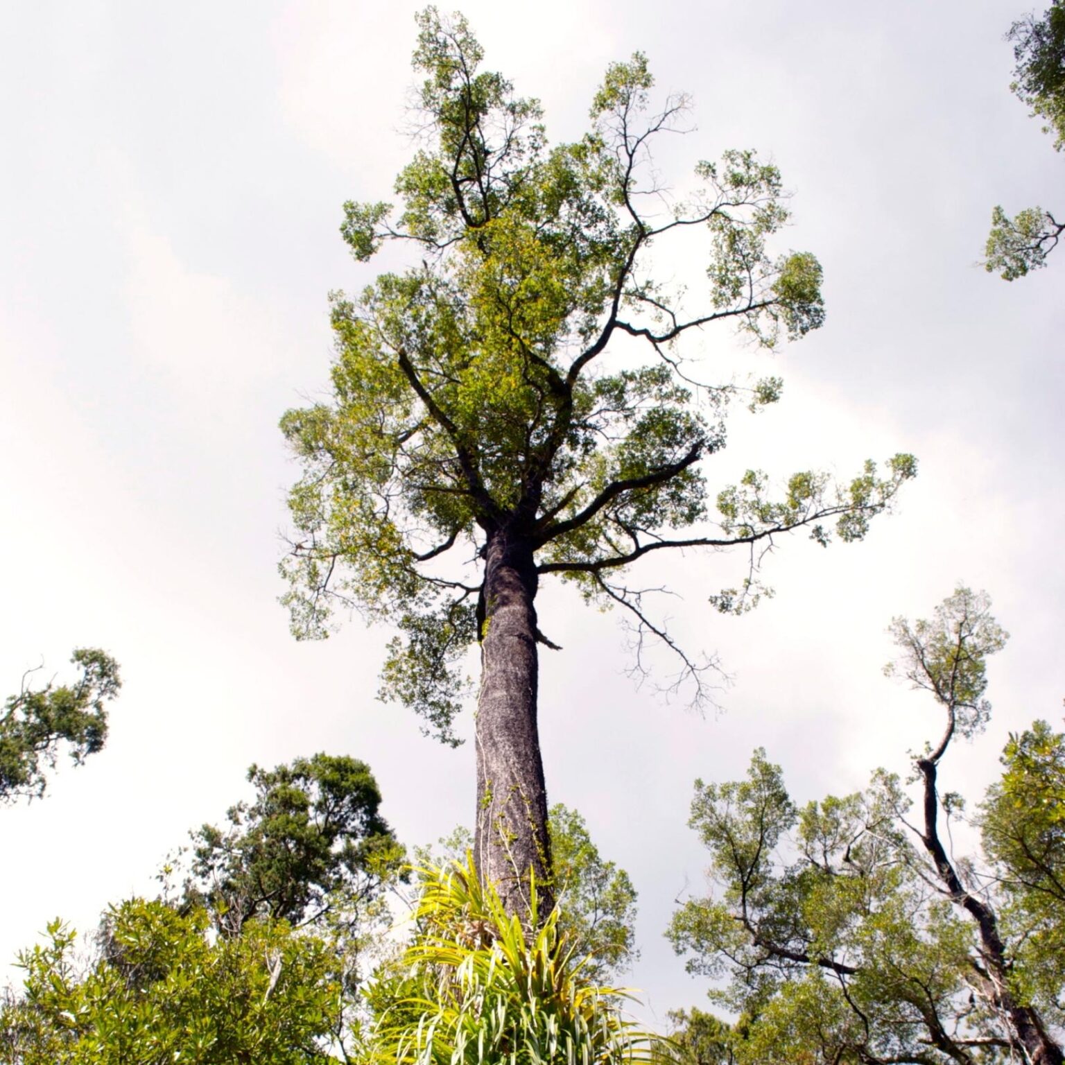 Southern Rata - NZ Nurseries - The NZ Christmas Tree