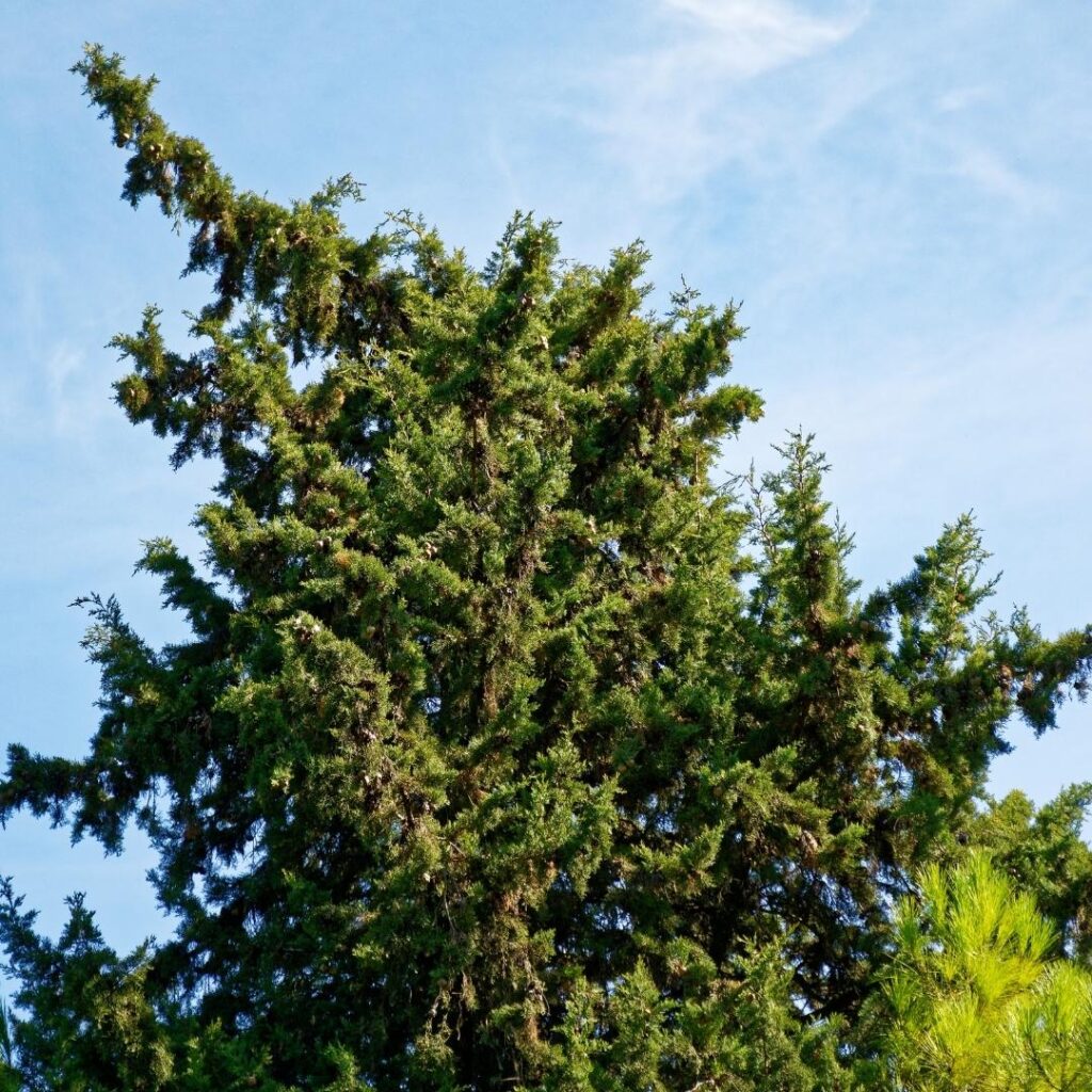 Macrocarpa - NZ Nurseries - Shelter Belt & Timber - Buy Online