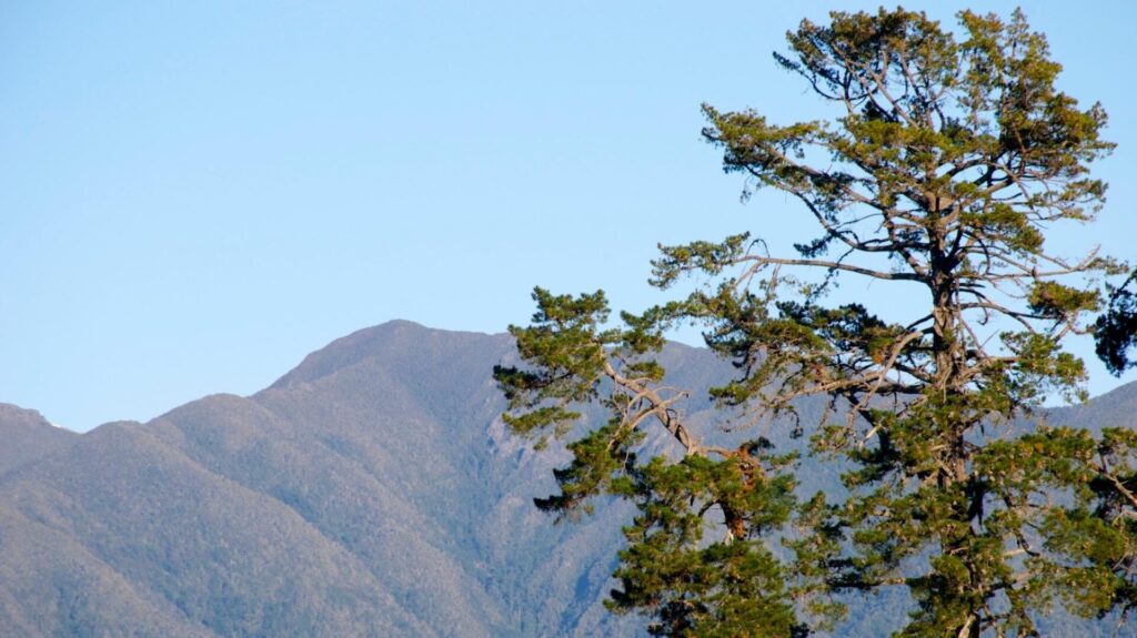 Macrocarpa Shelter Belt - NZ Nurseries