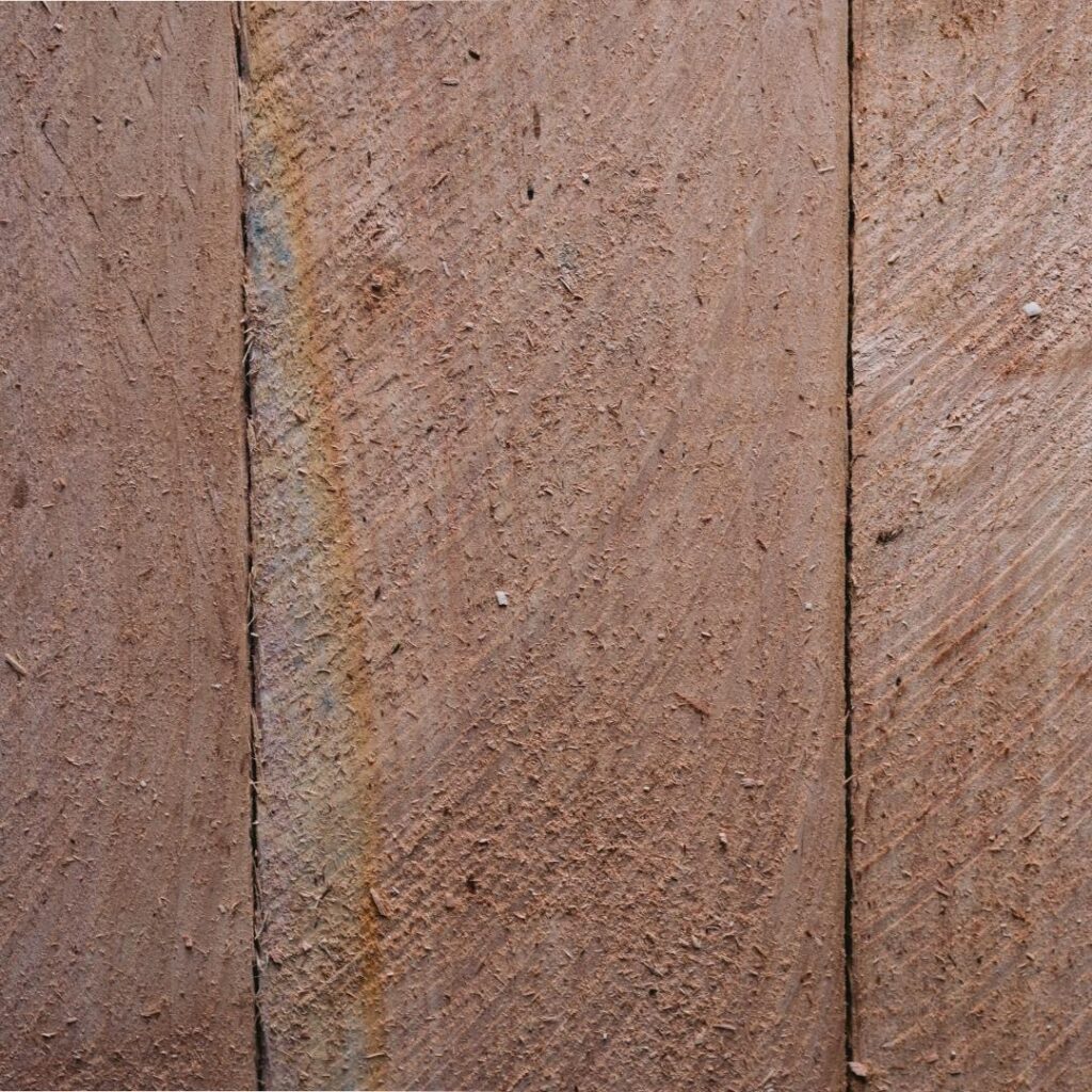 Macrocarpa - NZ Nurseries - Shelter Belt & Timber - Buy Online