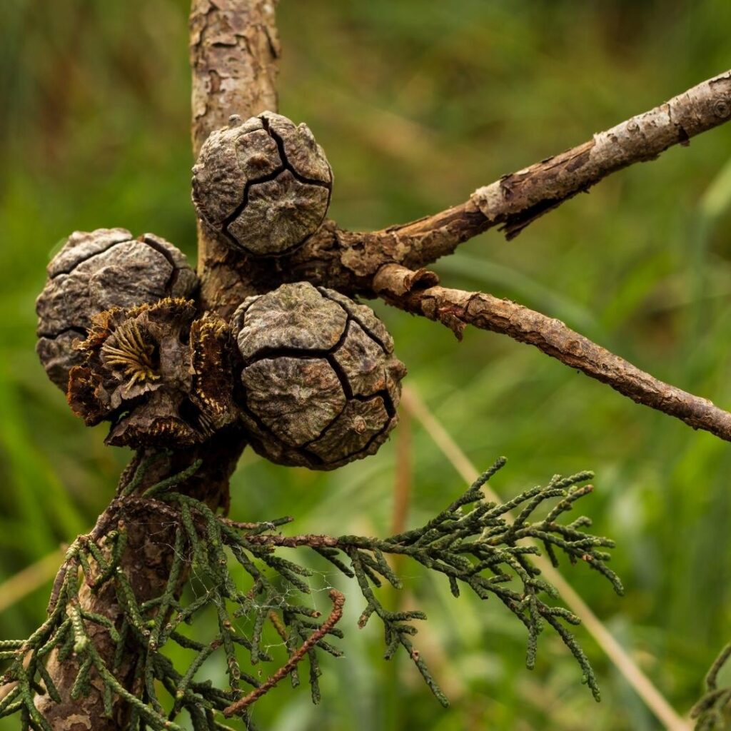 Macrocarpa - NZ Nurseries - Shelter Belt & Timber - Buy Online