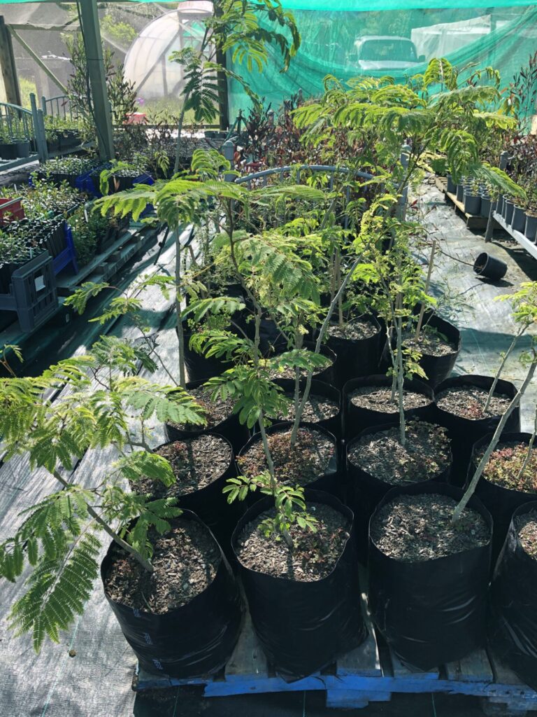 Silk Tree - NZ Nurseries - Pink Flowering Shade Tree - Buy Online