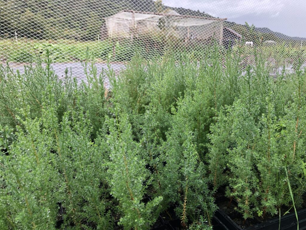 Macrocarpa Shelter Belt - NZ Nurseries
