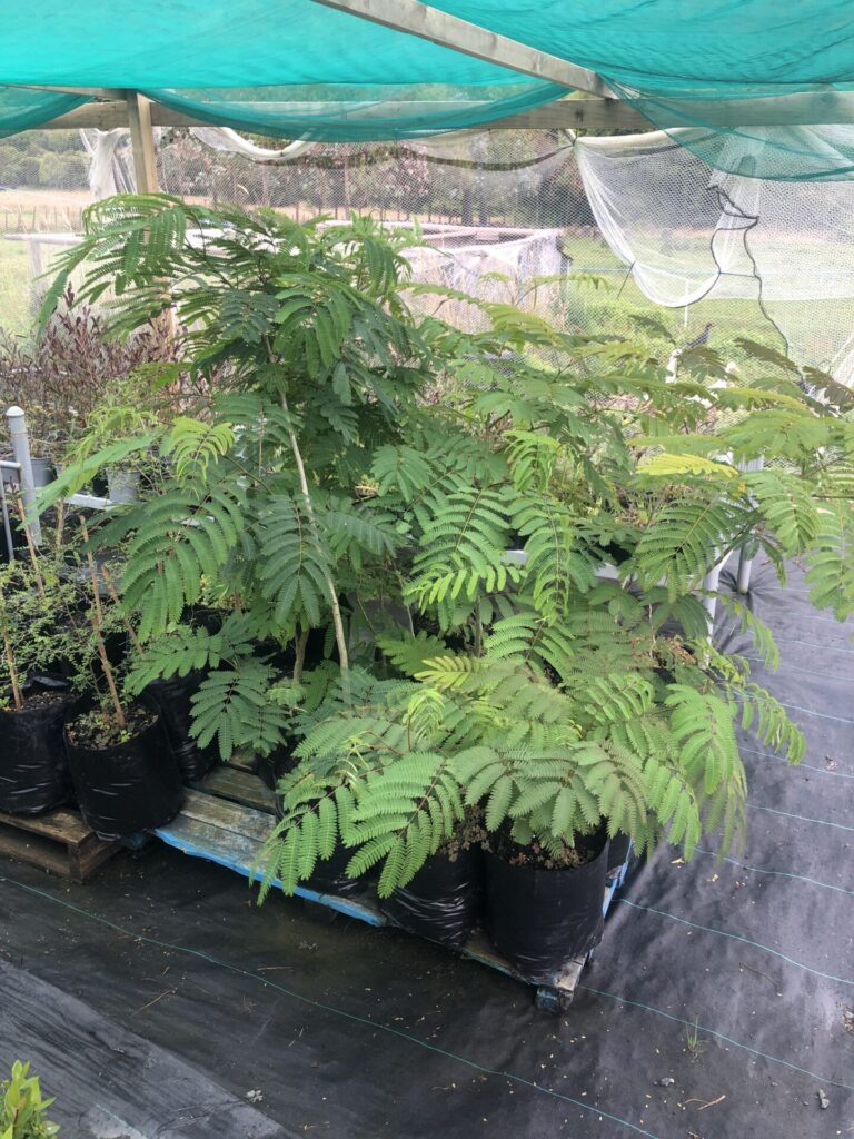 Silk Tree - NZ Nurseries - Pink Flowering Shade Tree - Buy Online