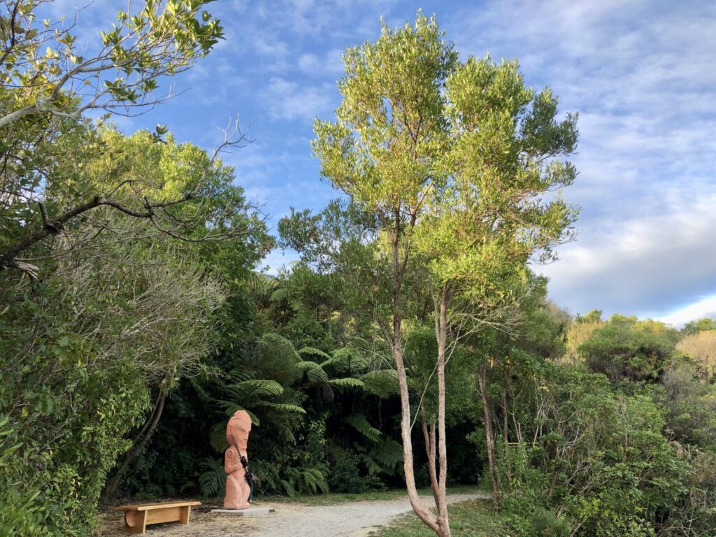 Ake Ake - NZ Nurseries - The Strong Tree - Buy Online