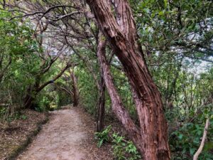 Ake Ake Tree - NZ Nurseries