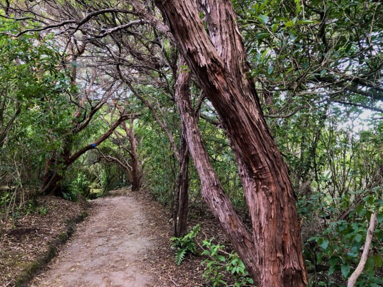 Ake Ake Tree - NZ Nurseries