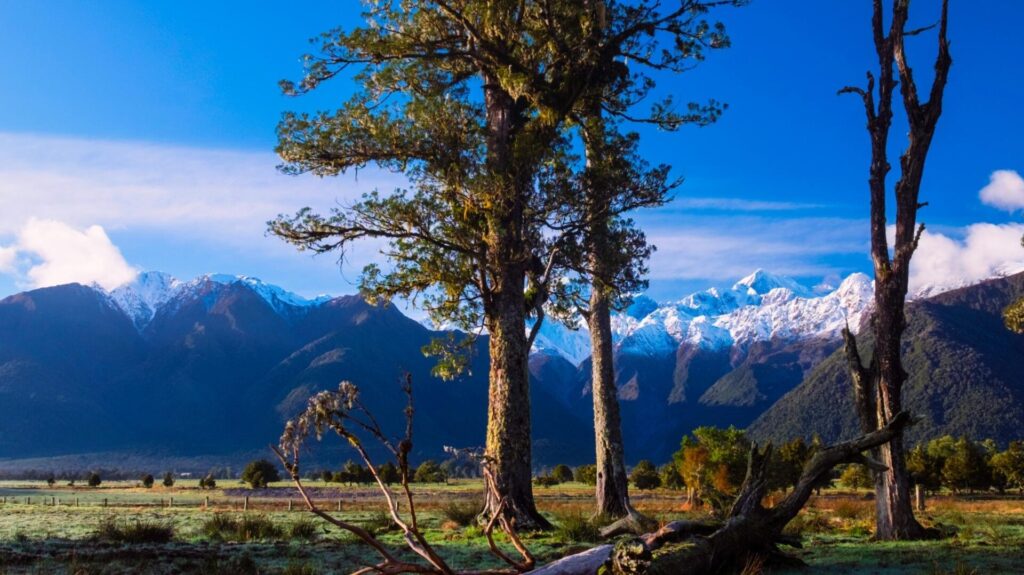 Kahikatea - NZ Nurseries - NZ's Tallest Tree - Buy Online