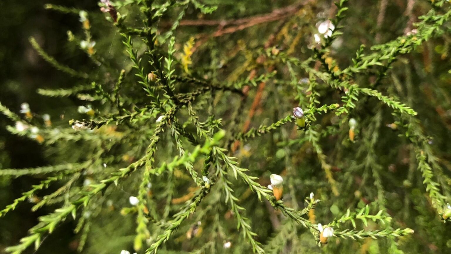 Kahikatea Tree - NZ Nurseries - Tallest Podocarp In NZ