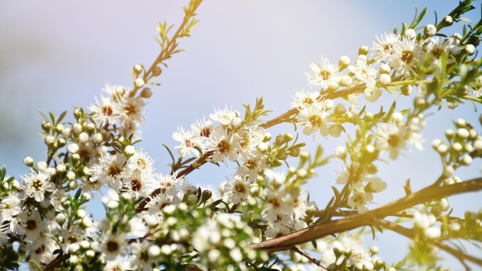 Kanuka - NZ Nurseries - Regeneration, Bees & Beautiful Flowers