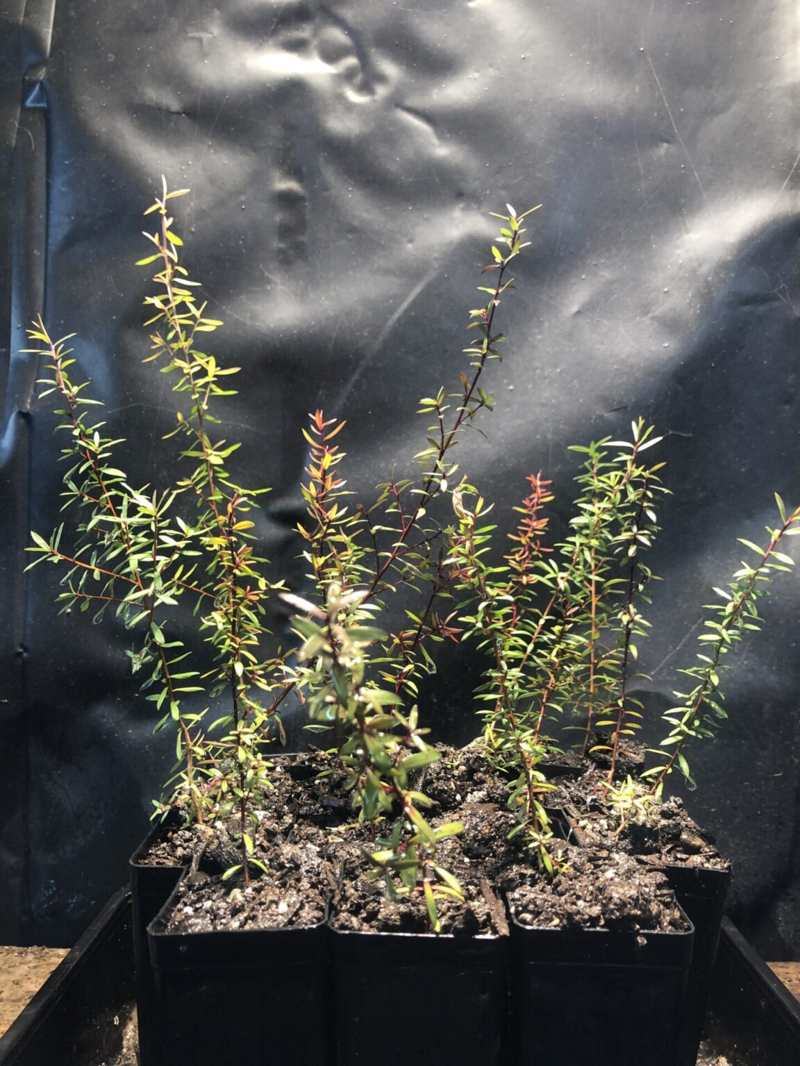 Manuka - White - NZ Nurseries - World Famous in NZ - Buy Online