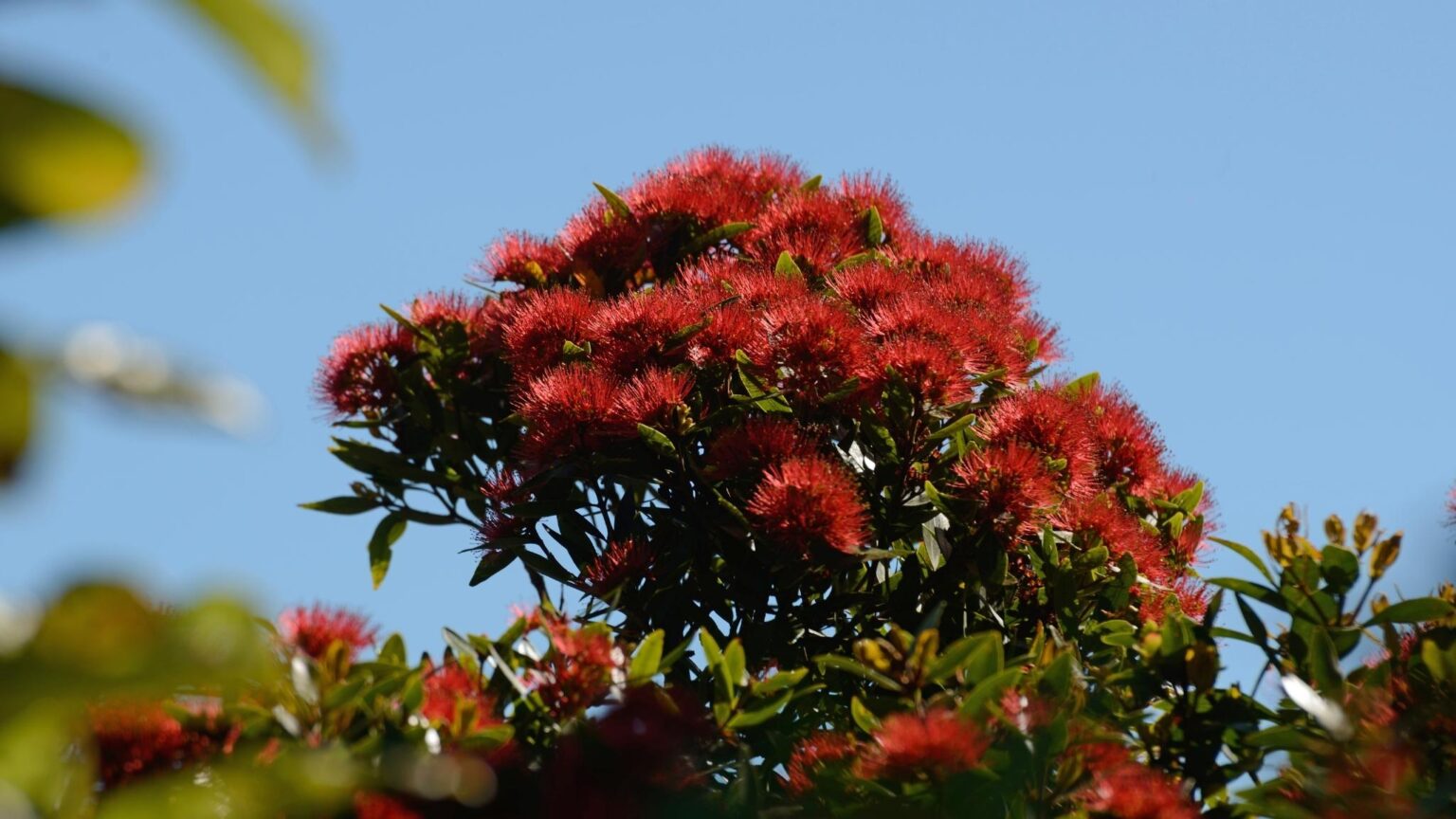 Southern Rata - NZ Nurseries - The NZ Christmas Tree