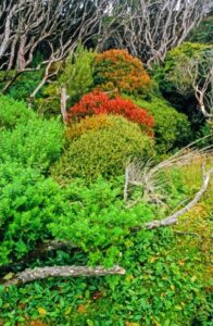Southern Rata - NZ Nurseries - The NZ Christmas Tree