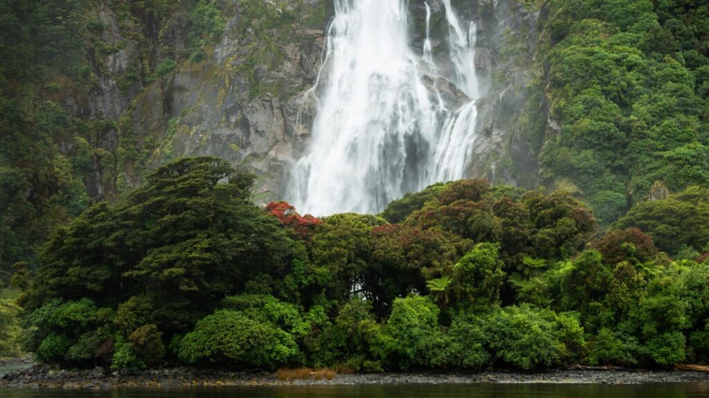 Southern Rata - NZ Nurseries - The NZ Christmas Tree