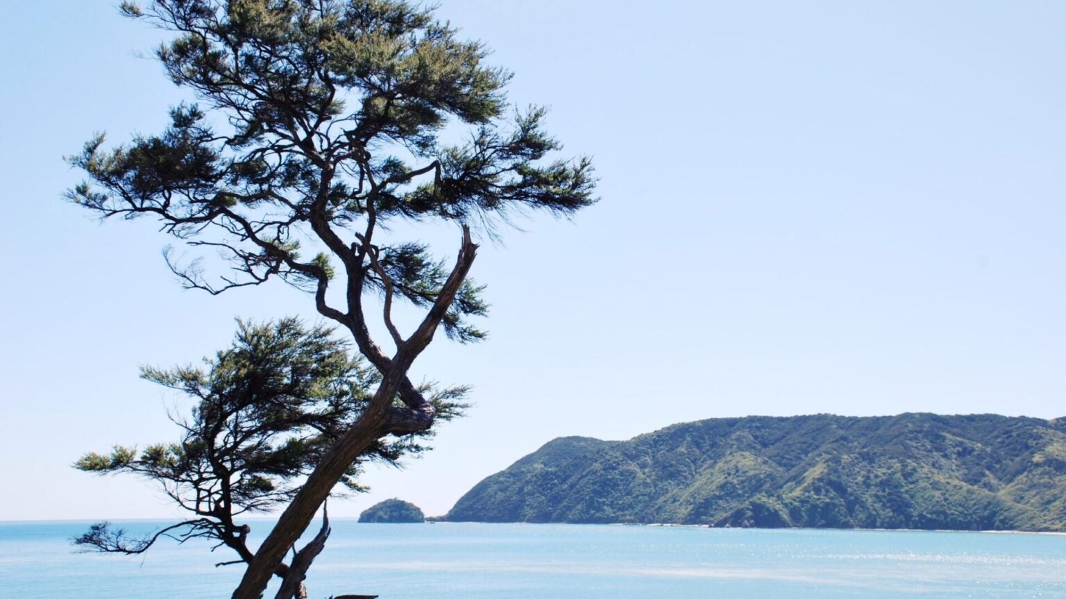 Kanuka Tree - NZ Nurseries - Regeneration, Waterways, Creeks