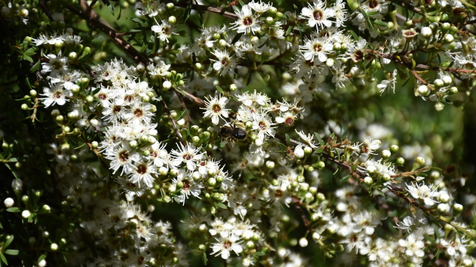Kanuka - NZ Nurseries - Regeneration, Bees & Beautiful Flowers