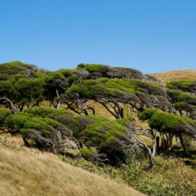 Kanuka Tree - NZ Nurseries - Regeneration, Waterways, Creeks