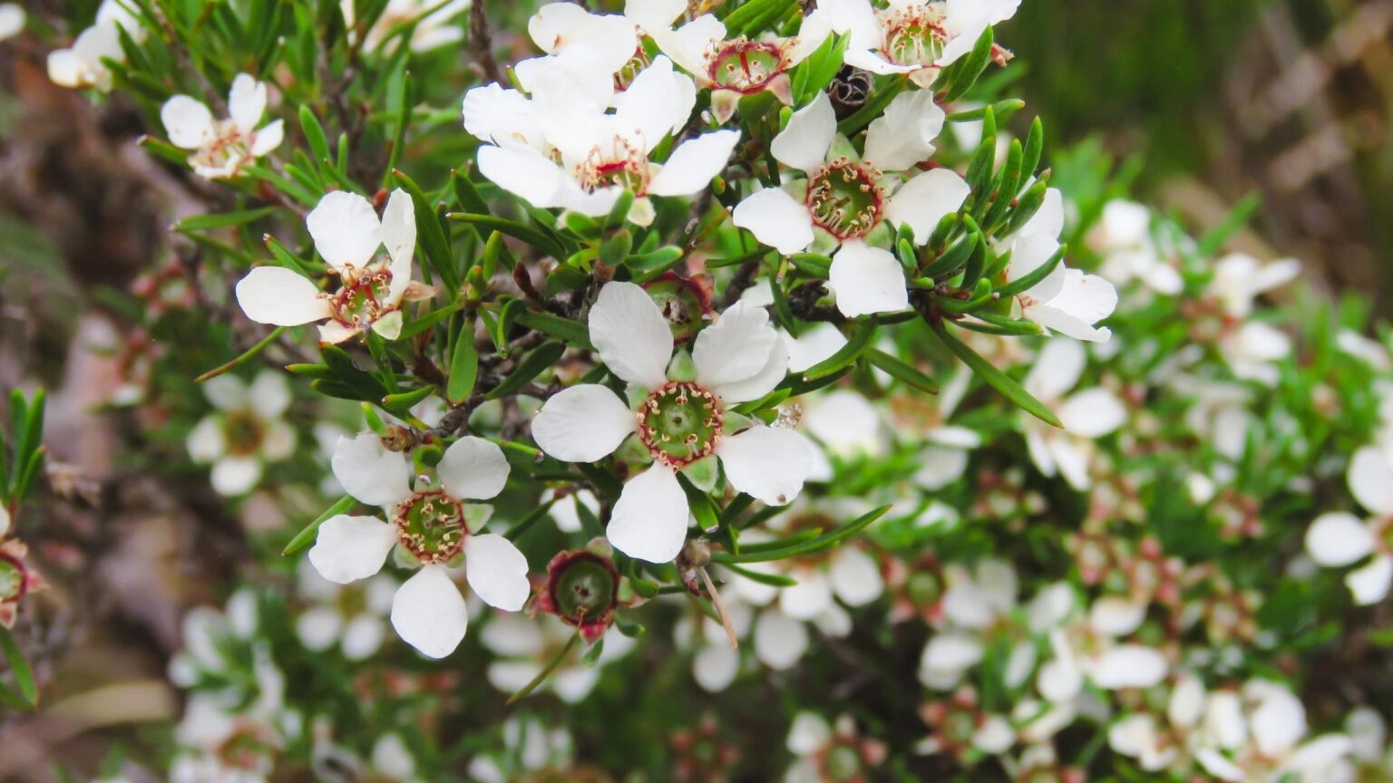 Manuka - Red - NZ Nurseries - World Famous in NZ - Buy Online