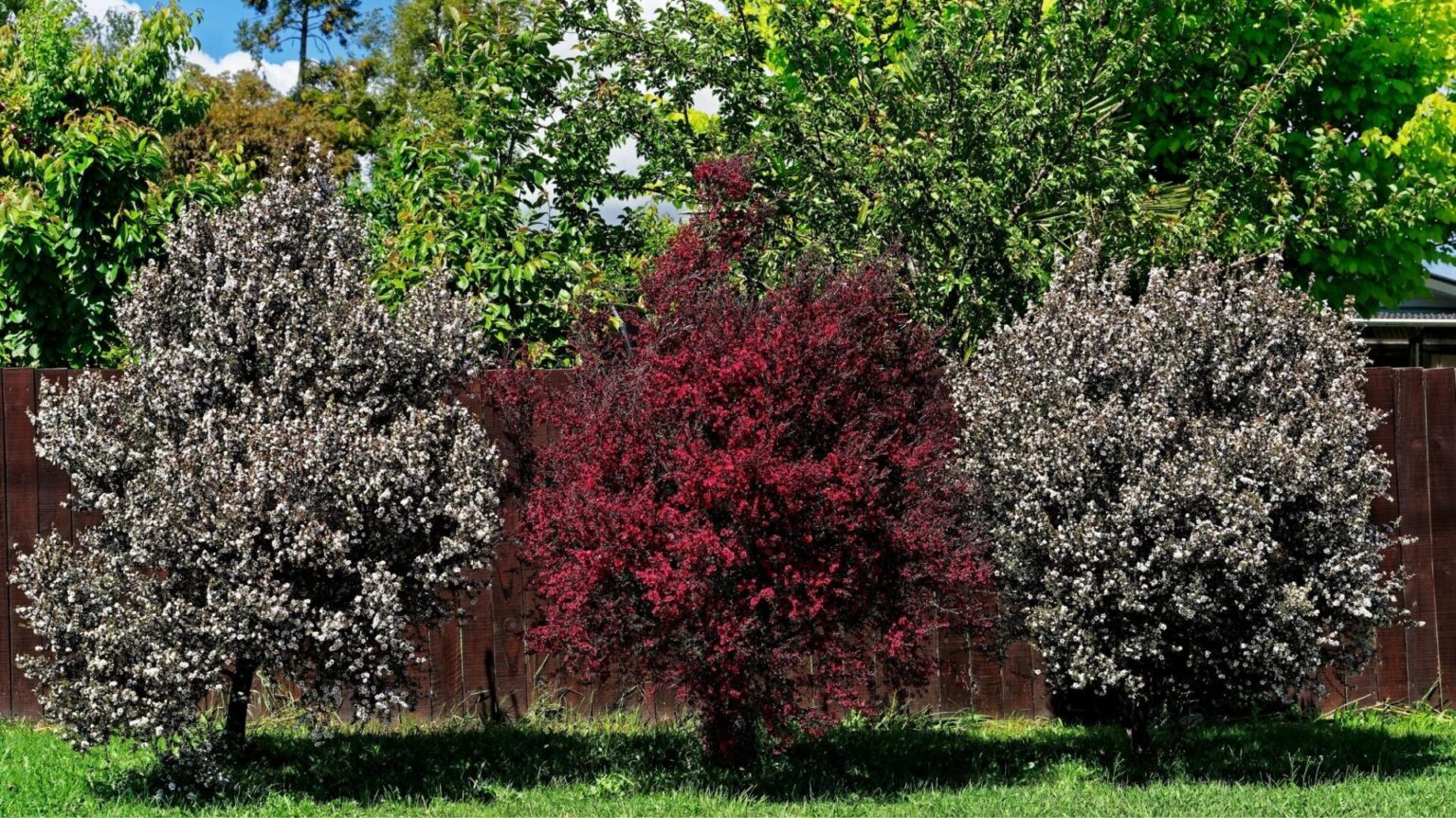 Manuka Tree - NZ Nurseries - Waterway & Regeneration