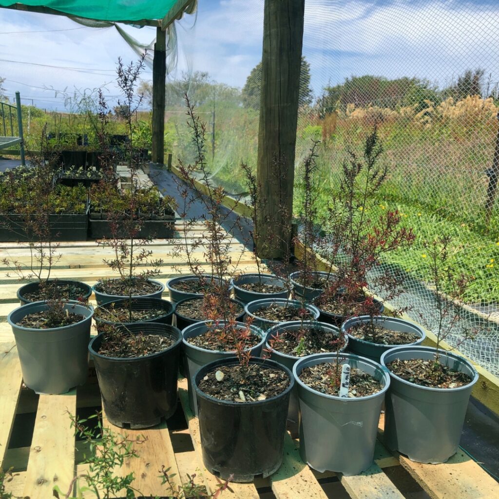 Manuka - Red - NZ Nurseries - World Famous in NZ - Buy Online