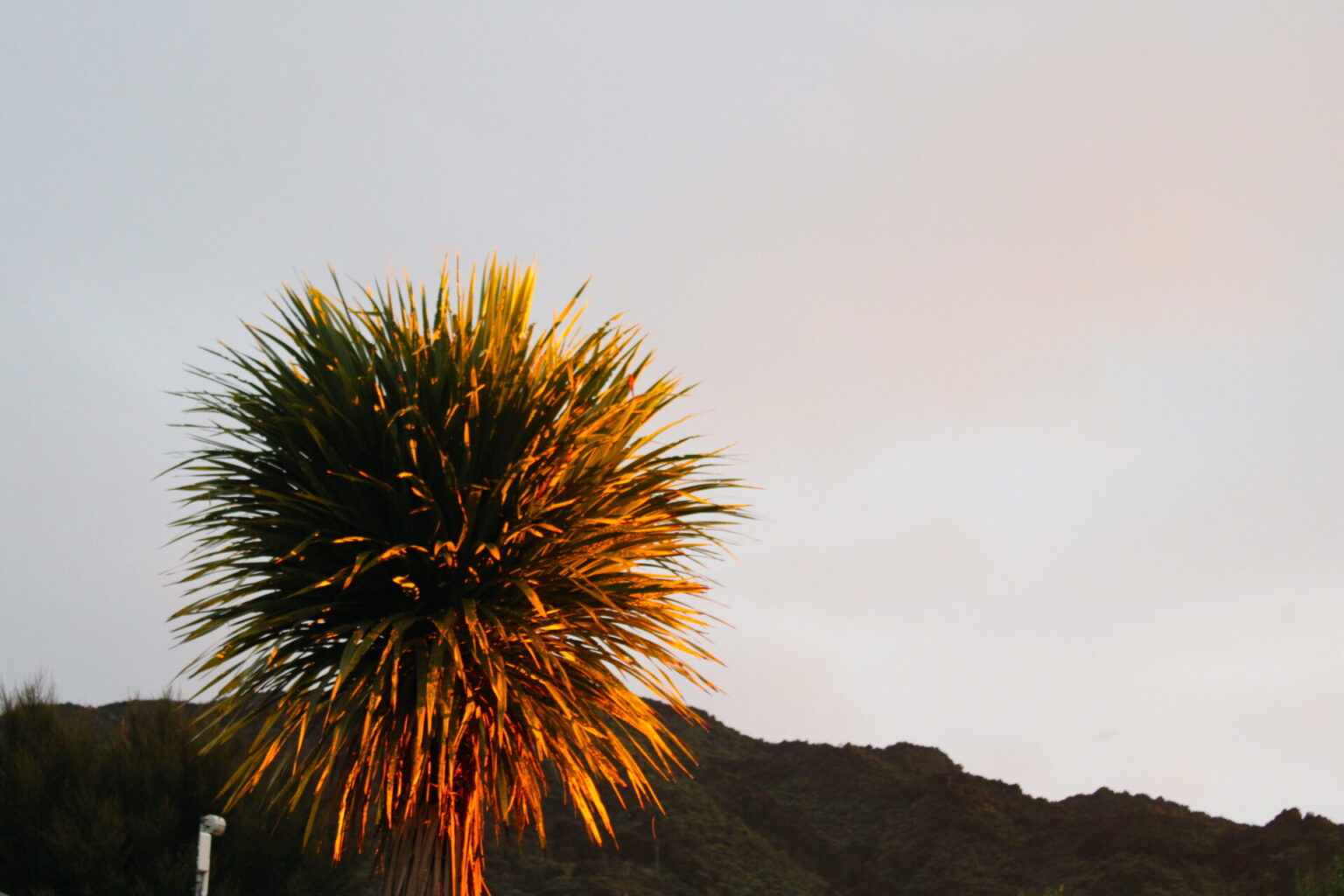 Cabbage Tree - NZ Nurseries - A Kiwi Classic - Buy Online