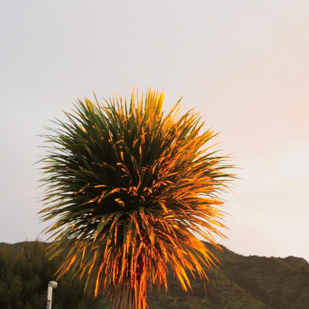 Cabbage Tree - NZ Nurseries - A Kiwi Classic - Buy Online