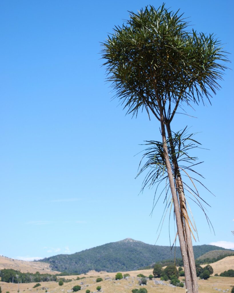 Lancewood - NZ Nurseries - Very Distinctive NZ Tree - Buy Online