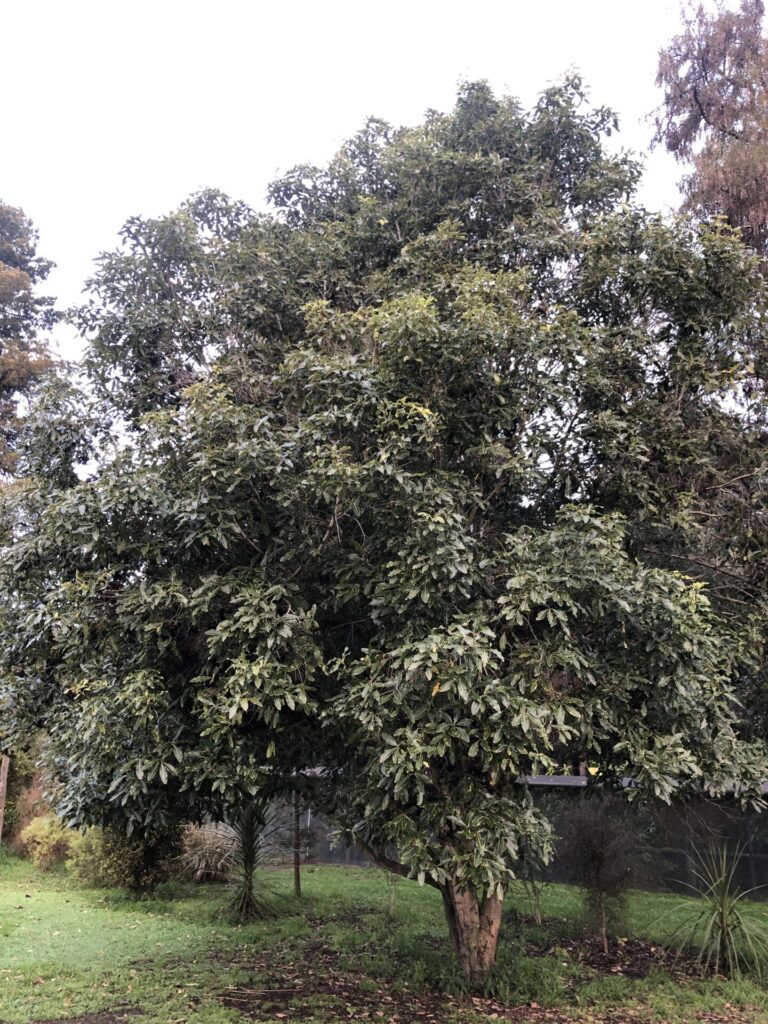 Lemon Wood - NZ Nurseries - A Classic Pittosporum - Buy Online