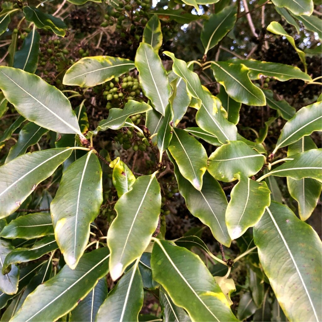 Lemon Wood - NZ Nurseries - A Classic Pittosporum - Buy Online