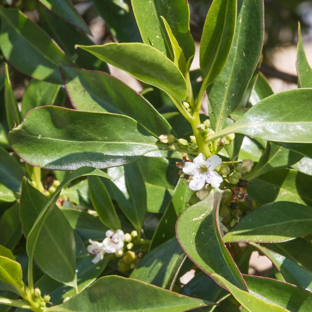 Ngaio - NZ Nurseries - Buy Online