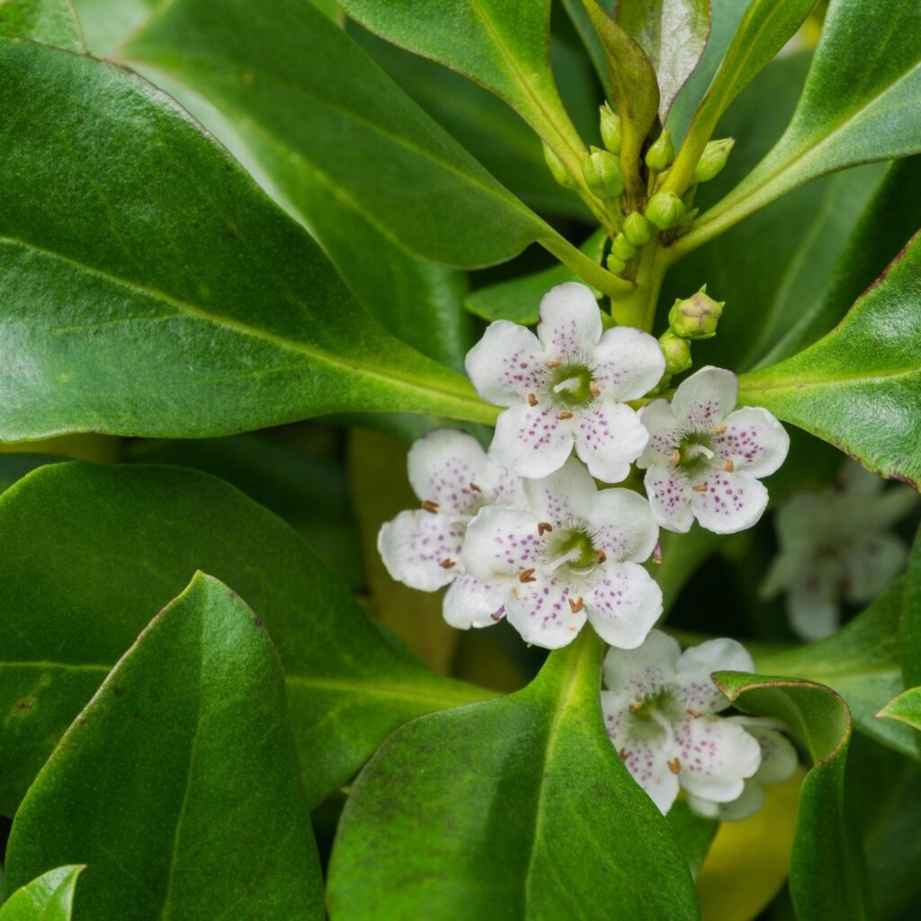 Ngaio - NZ Nurseries - Buy Online