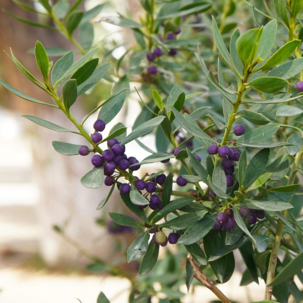 Ngaio - NZ Nurseries - Buy Online