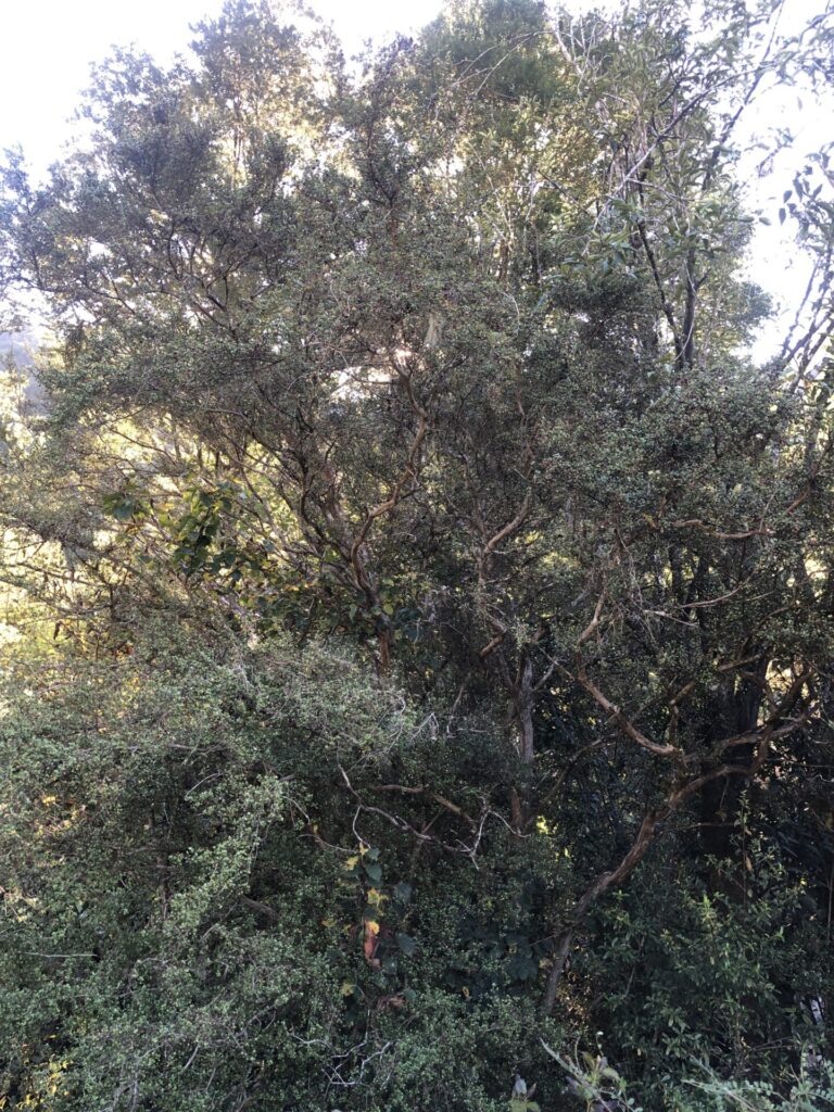 Rohutu - NZ Nurseries - Buy Online