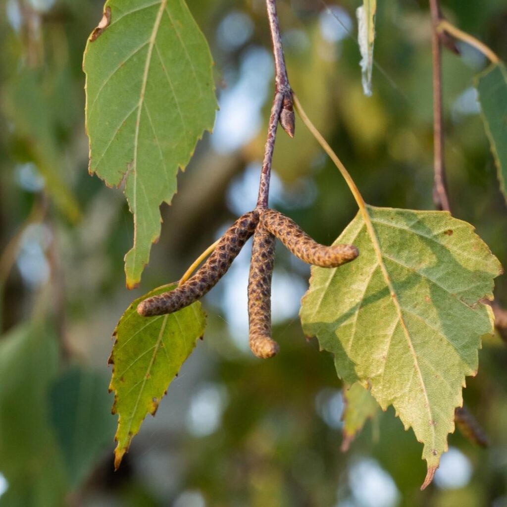 Silver Birch - NZ Nurseries - Buy Online