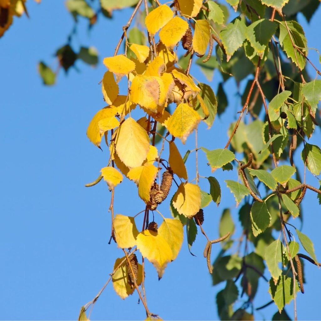 Silver Birch - NZ Nurseries - Buy Online