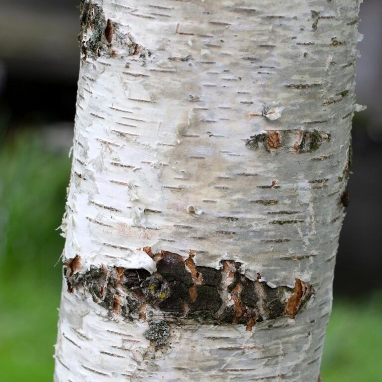 Silver Birch - NZ Nurseries - Buy Online