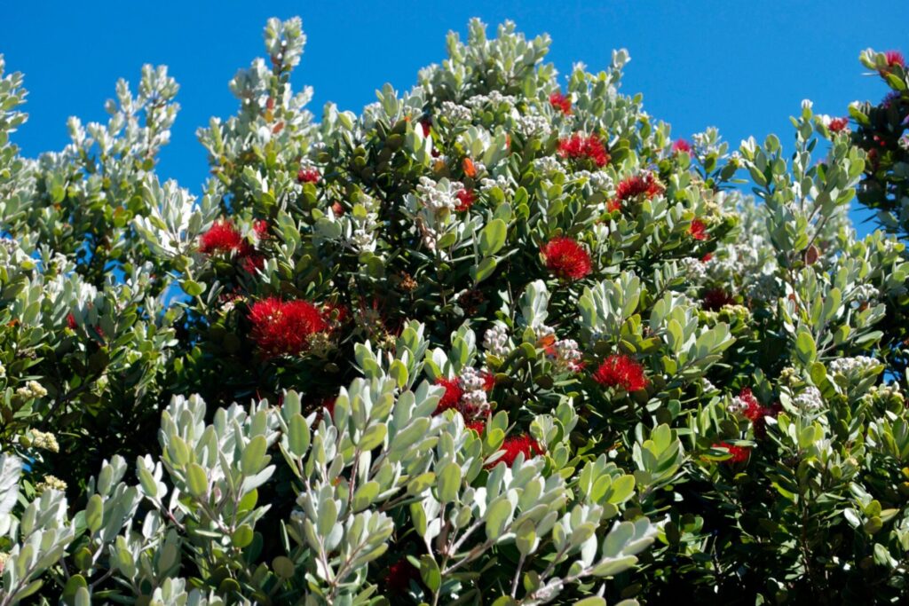 Pohutukawa - Maori Princess - NZ Nurseries