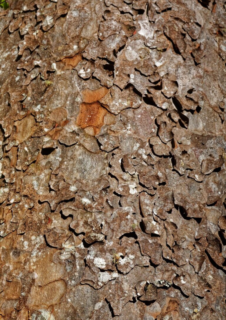 Kauri - NZ Nurseries