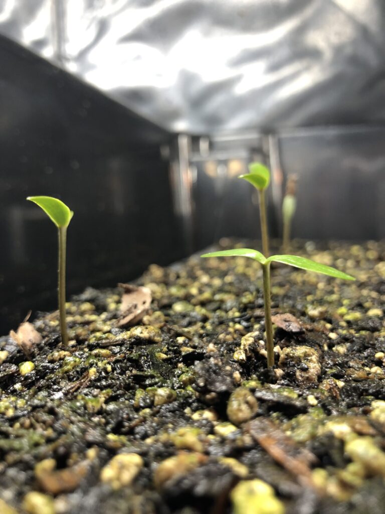 Kauri - NZ Nurseries