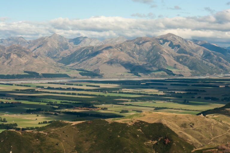 Macrocarpa Shelter Belt - NZ Nurseries