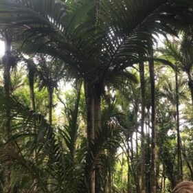 Nikau palm - NZ Nurseries