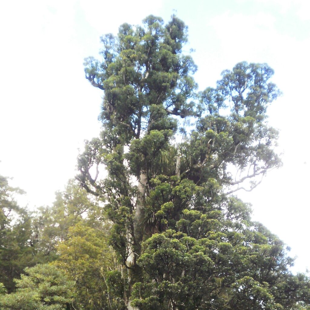 Southern Rata - NZ Nurseries - The NZ Christmas Tree