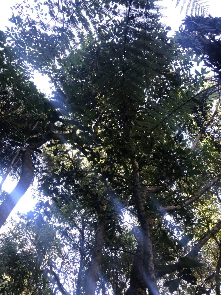 Pigeonwood - Porokaiwhiri - NZ Nurseries