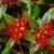 What's a Northern Rata? - NZ Nurseries - Tell The Difference